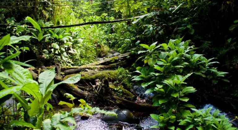 Amazon Rainforest: The Lungs of the Earth - Cosmo Science