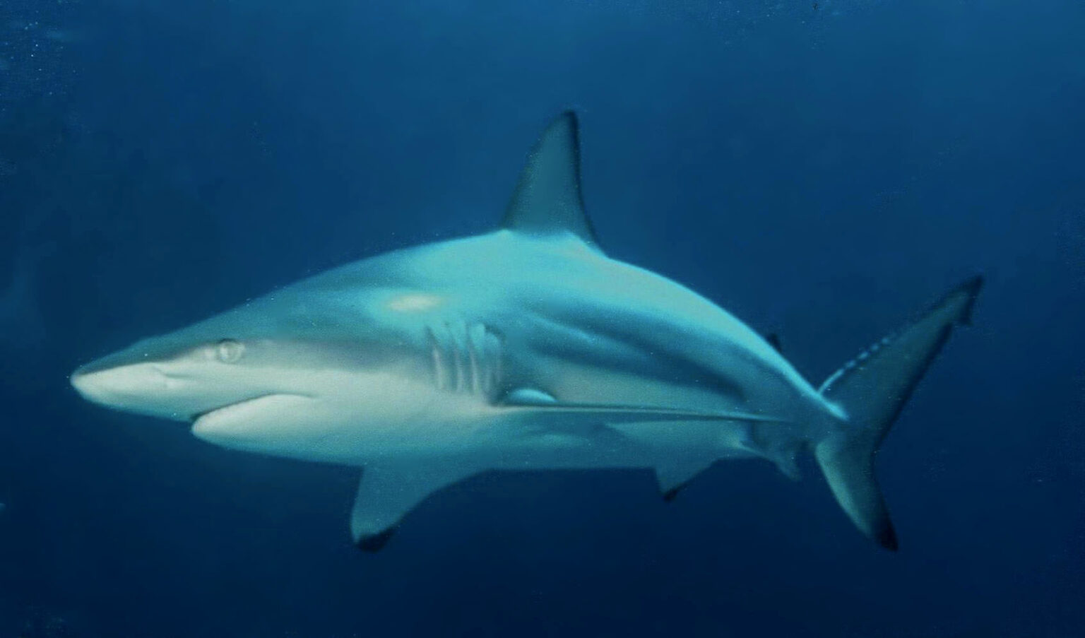 Sharks: The Apex Predators - Cosmo Science