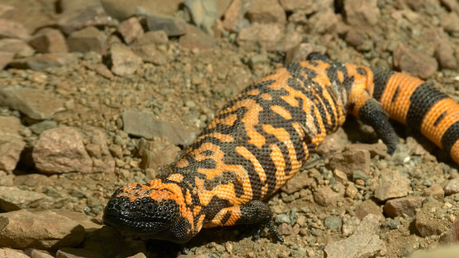 World's 5 Most Dangerous Lizards - Cosmo Science