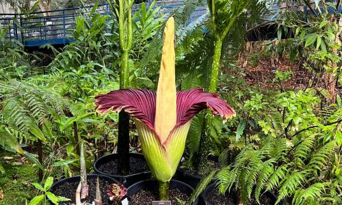 5 Plants with Amazing Adaptations for Sexual Reproduction - Cosmo Science